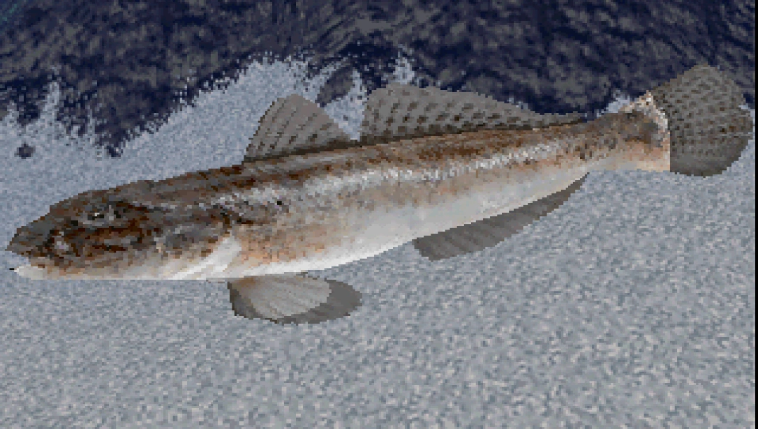 Goby | Reel Fishing Wiki | Fandom