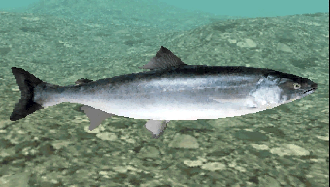Cherry Salmon | Reel Fishing Wiki | Fandom
