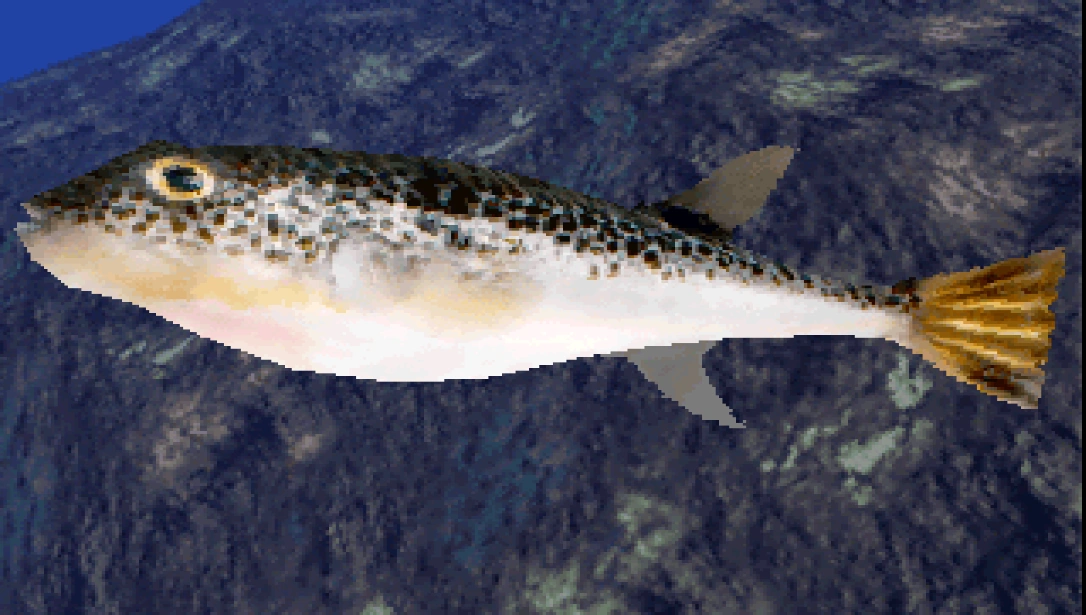 Vermiculated Puffer | Reel Fishing Wiki | Fandom