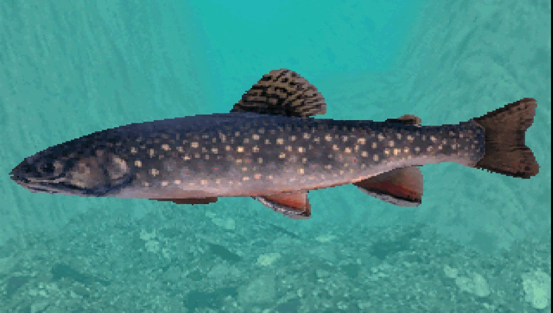 Brook Trout | Reel Fishing Wiki | Fandom