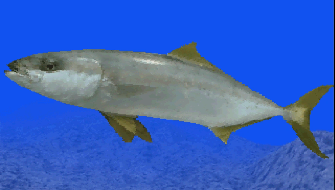 Yellowtail Kingfish | Reel Fishing Wiki | Fandom