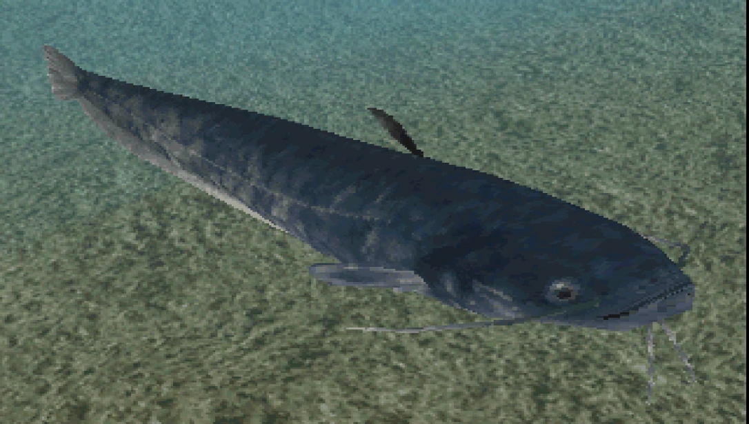 Amur Catfish | Reel Fishing Wiki | Fandom