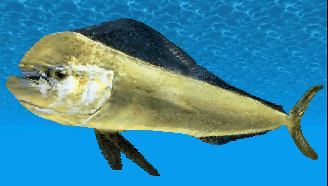 Mahi-Mahi | Reel Fishing Wiki | Fandom