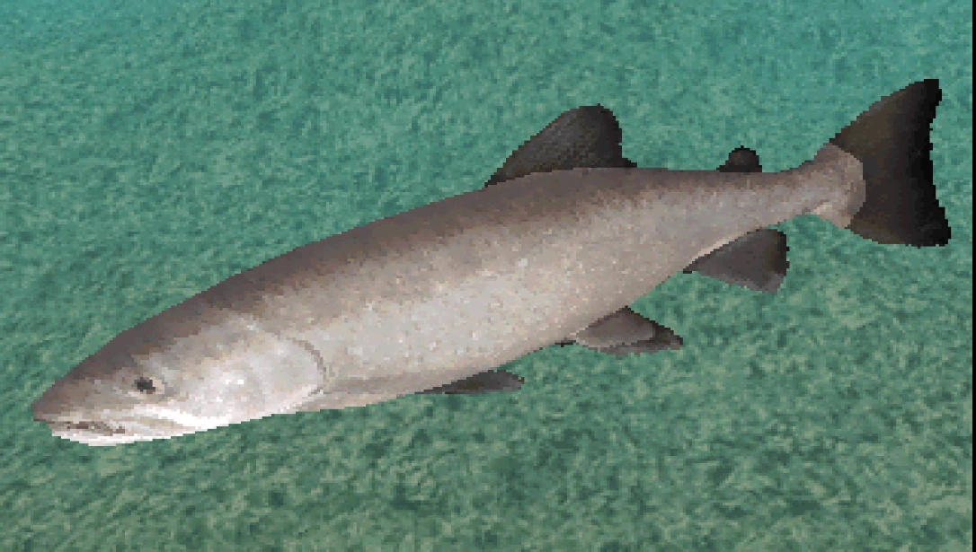 Lake Trout | Reel Fishing Wiki | Fandom