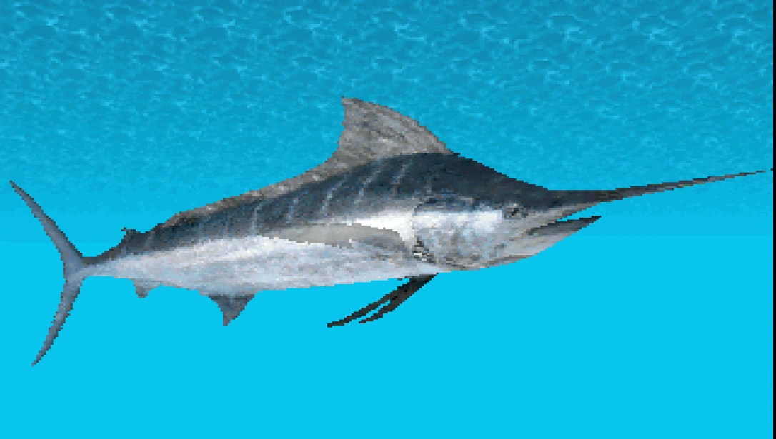 Indo-Pacific Blue Marlin | Reel Fishing Wiki | Fandom