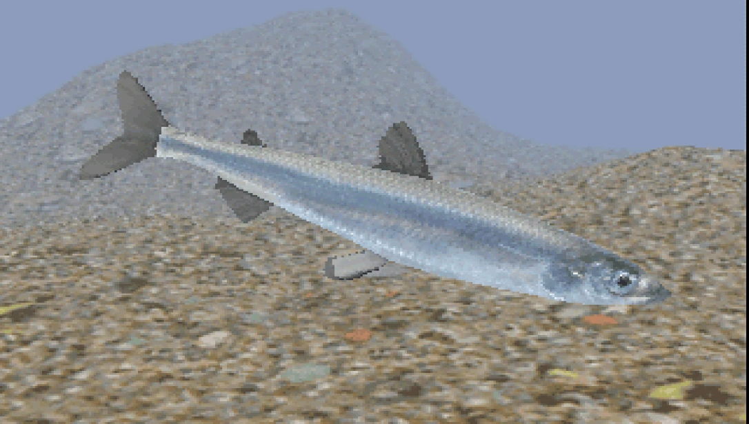 Japanese Smelt | Reel Fishing Wiki | Fandom