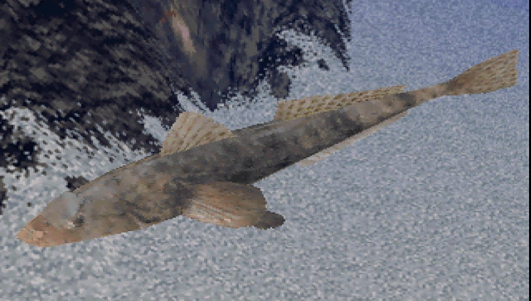 Bar-Tailed Flathead | Reel Fishing Wiki | Fandom