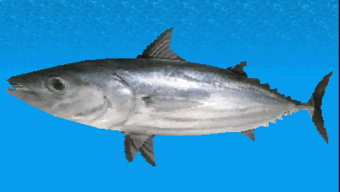 Skipjack Tuna | Reel Fishing Wiki | Fandom