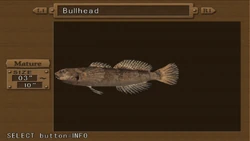 Japanese Fluvial Sculpin (RF3) | Reel Fishing Wiki | Fandom