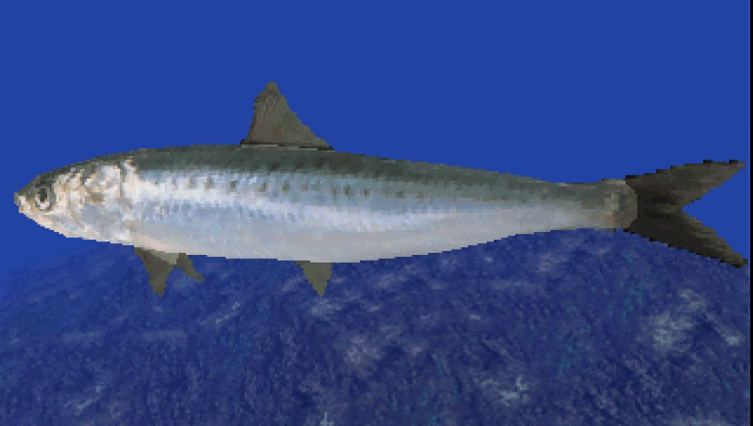 Pilchard | Reel Fishing Wiki | Fandom