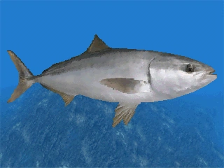 Amberjack | Reel Fishing Wiki | Fandom