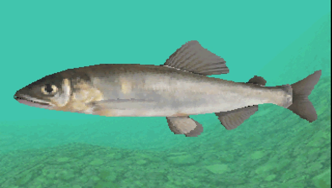 Ayu | Reel Fishing Wiki | Fandom