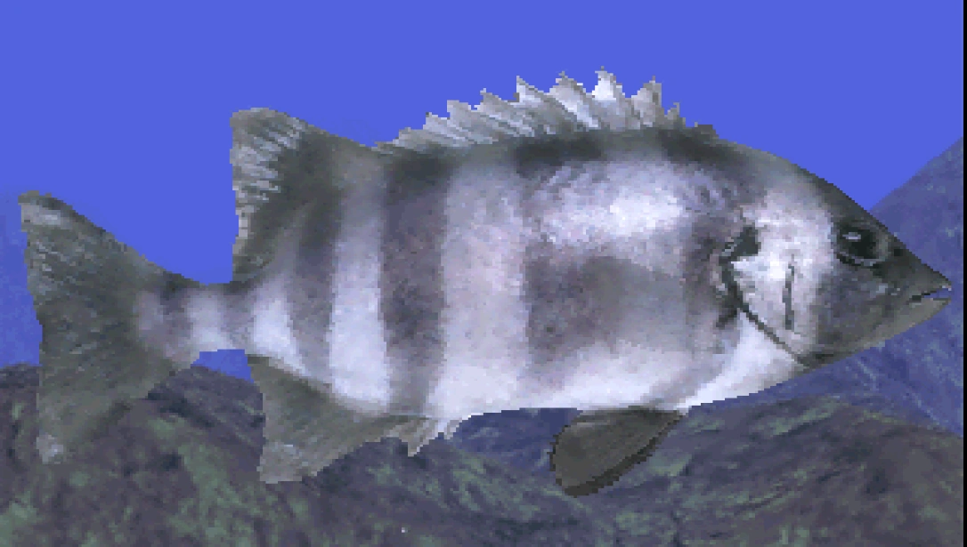 Barred Knifejaw | Reel Fishing Wiki | Fandom