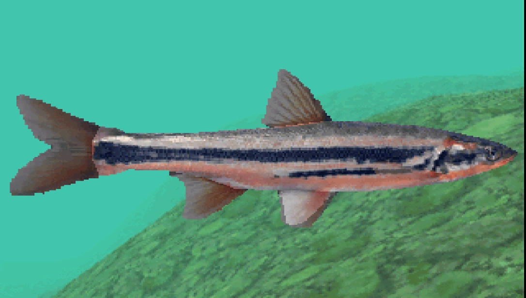 Japanese Dace | Reel Fishing Wiki | Fandom