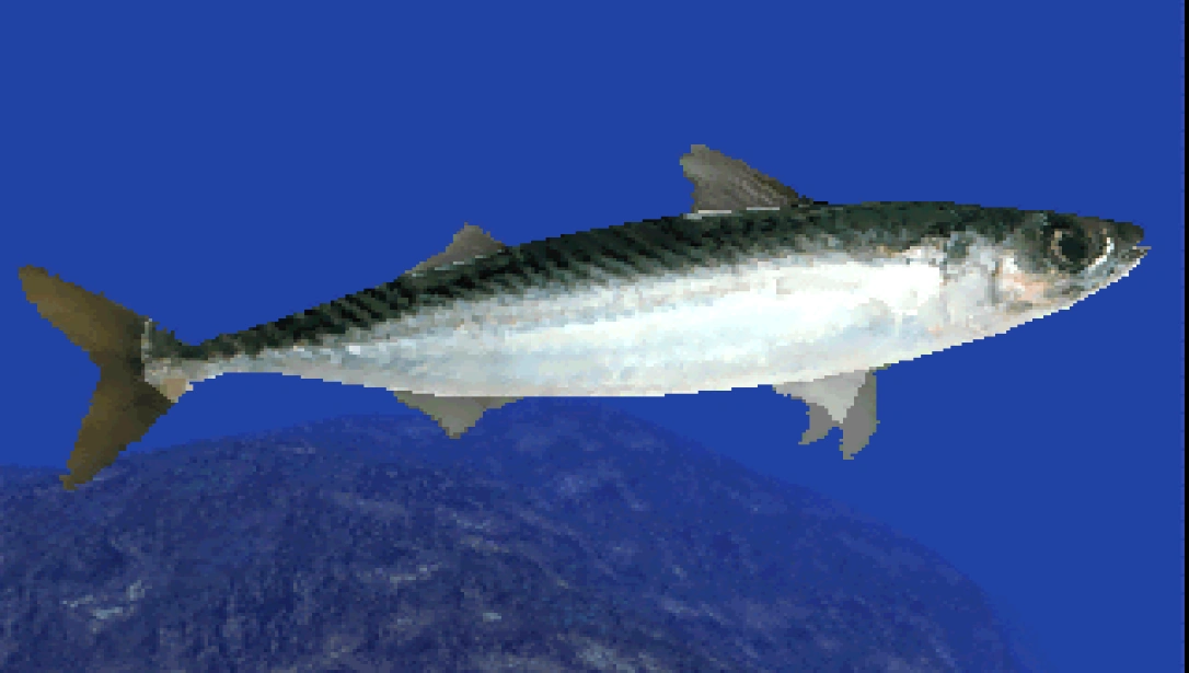 Mackerel | Reel Fishing Wiki | Fandom