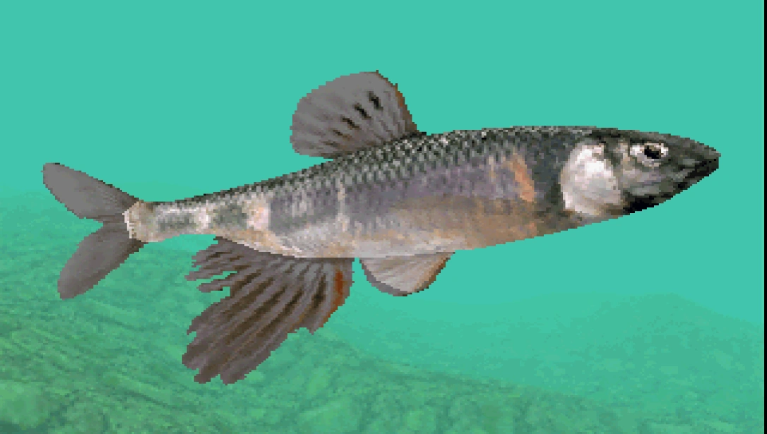 Pale Chub | Reel Fishing Wiki | Fandom