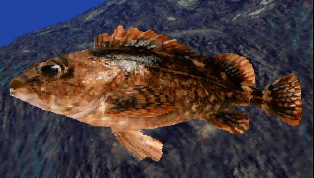 Marbled Rockfish | Reel Fishing Wiki | Fandom