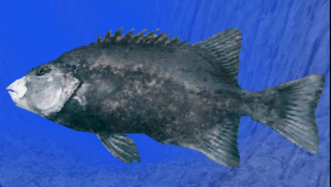 Kuchijiro | Reel Fishing Wiki | Fandom