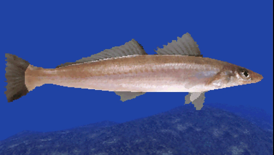 Silver Whiting | Reel Fishing Wiki | Fandom