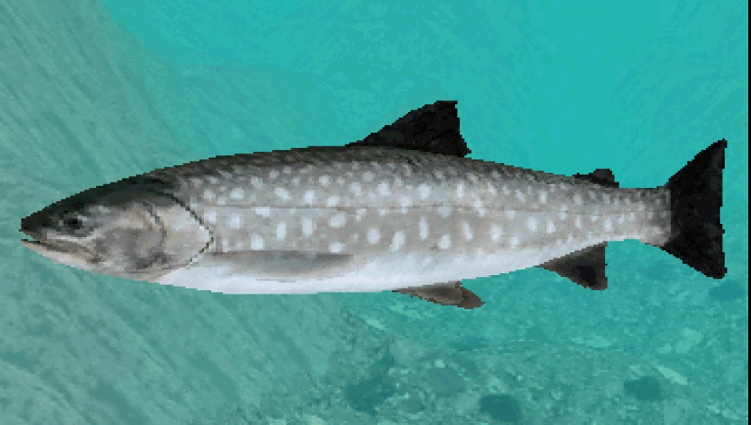 Whitespotted Char | Reel Fishing Wiki | Fandom