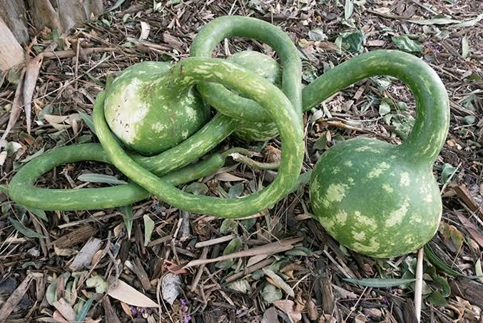 Long-handle dipper (gourd) | Torais37kk Wiki | Fandom