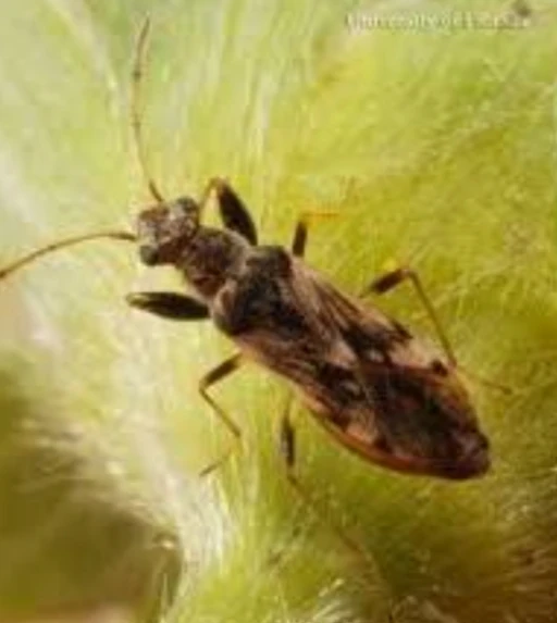 Nysius raphanus | Torais37kk Wiki | Fandom