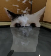 Jermbo | Regretevator Wiki | Fandom