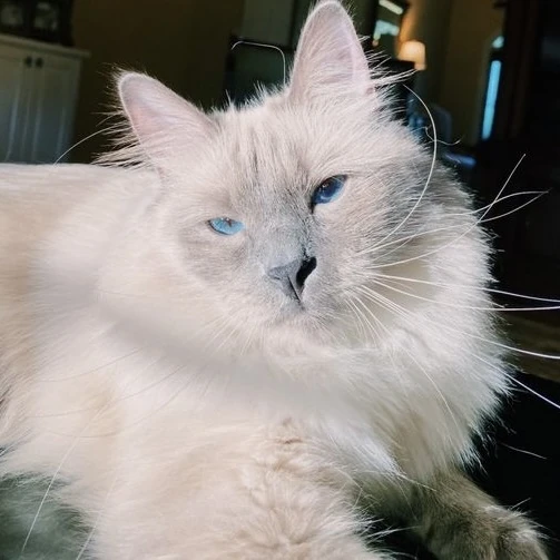 Lady (cat) | The Reign of Women Wiki | Fandom