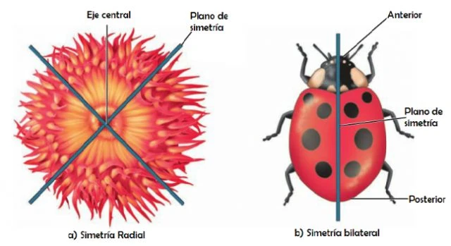 Simetría en los animales | Reino animalia Rodbars Wiki | Fandom