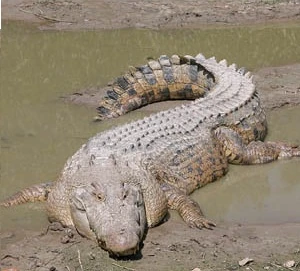 Reptiles | Wiki Animal | Fandom