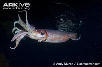 Calamar de Humboldt | Wiki Reino Animalia | Fandom
