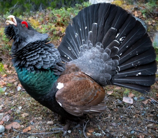 Urogallo Común | Wiki Reino Animalia | Fandom