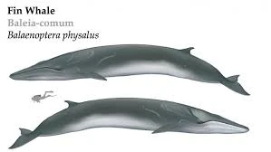 Rorcual Común | Wiki Reino Animalia | Fandom