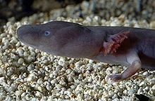 Proteo | Wiki Reino Animalia | Fandom