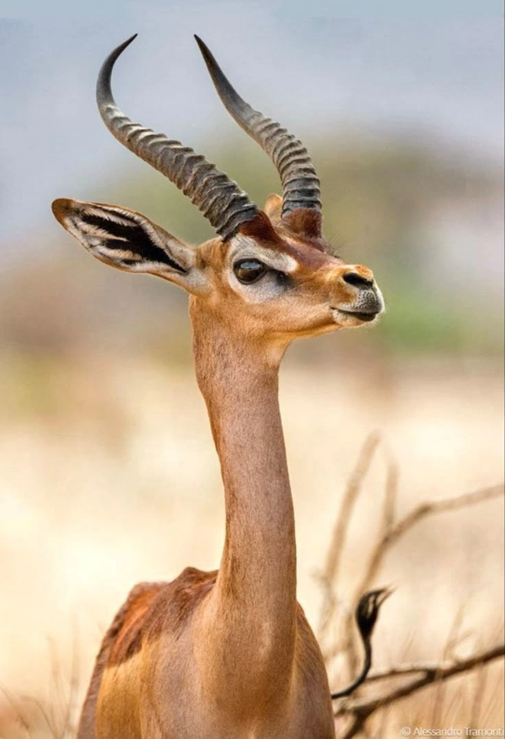 Gerenuc | Wiki Reino Animalia | Fandom