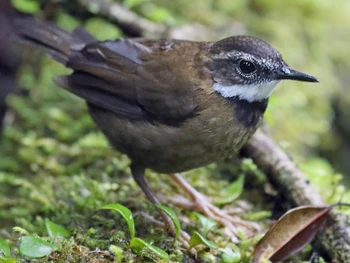 Acantiza de helechal | Wiki Reino Animalia | Fandom