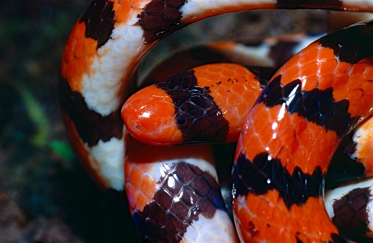 Falsa Coral Sudamericana | Wiki Reino Animalia | Fandom