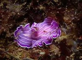 Planaria Rosa | Wiki Reino Animalia | Fandom