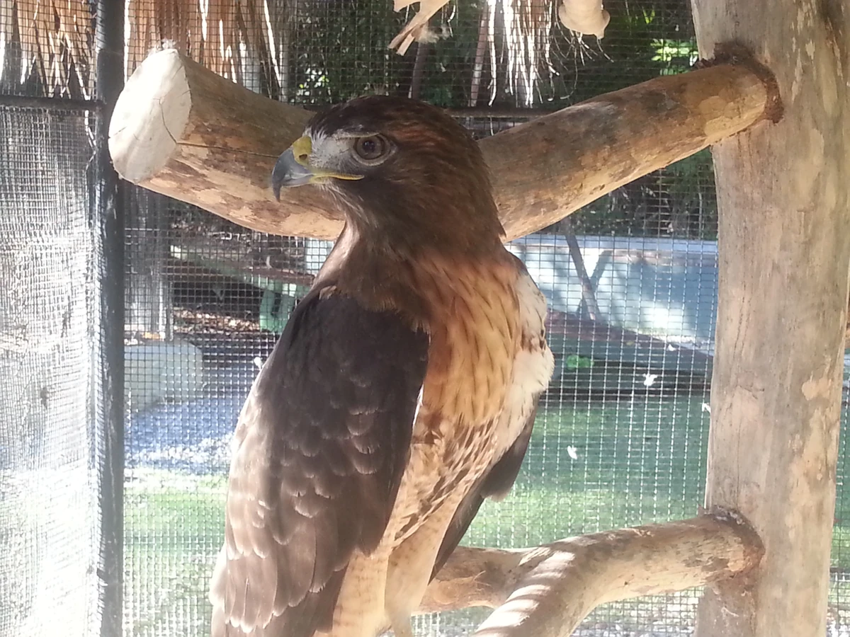 Gavilán Colirrojo | Wiki Reino Animalia | Fandom