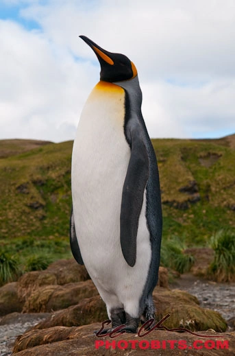 Pingüino Rey | Wiki Reino Animalia | Fandom