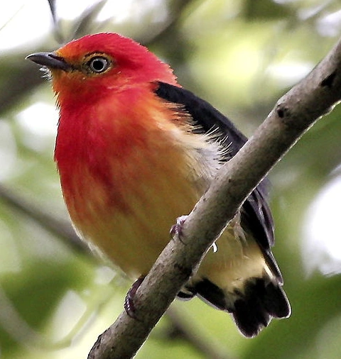 Saltarín Naranja | Wiki Reino Animalia | Fandom