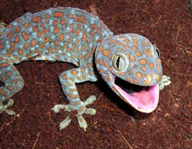 Gecko Tokay | Wiki Reino Animalia | Fandom