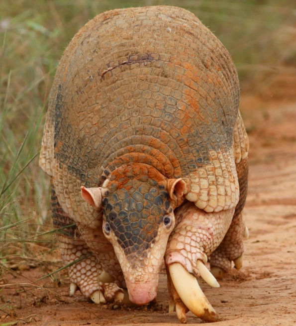 Armadillo Gigante | Wiki Reino Animalia | Fandom