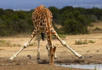 Jirafa | Wiki Reino Animalia | Fandom