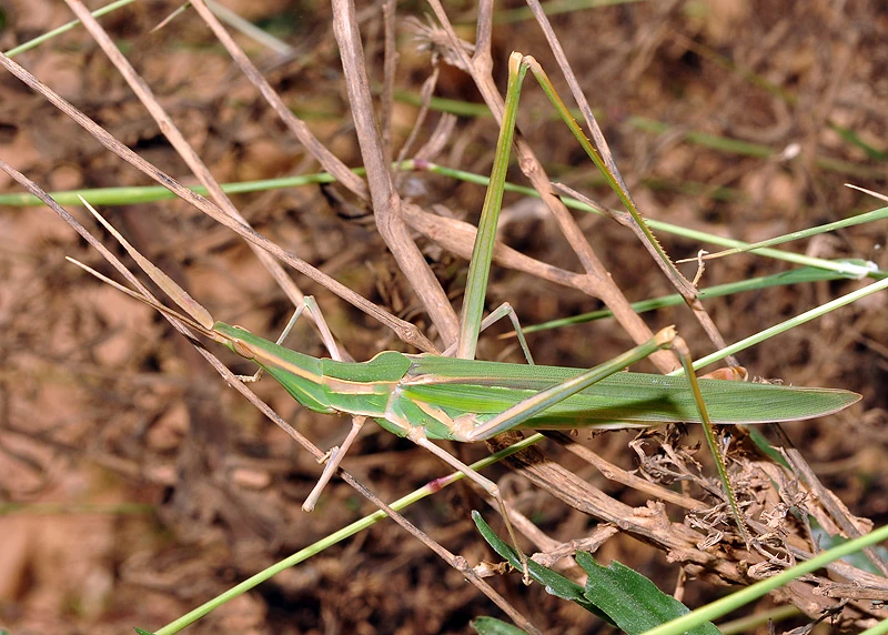 Cigarrón Cucurucho | Wiki Reino Animalia | Fandom