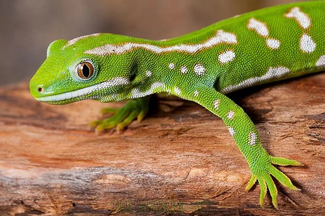 Gecko Verde de Wellington | Wiki Reino Animalia | Fandom