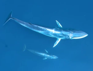 Rorcual de Omura | Wiki Reino Animalia | Fandom