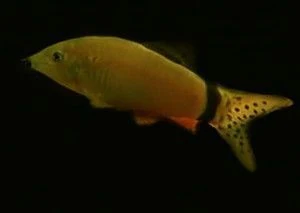 Locha de Skunk | Wiki Reino Animalia | Fandom