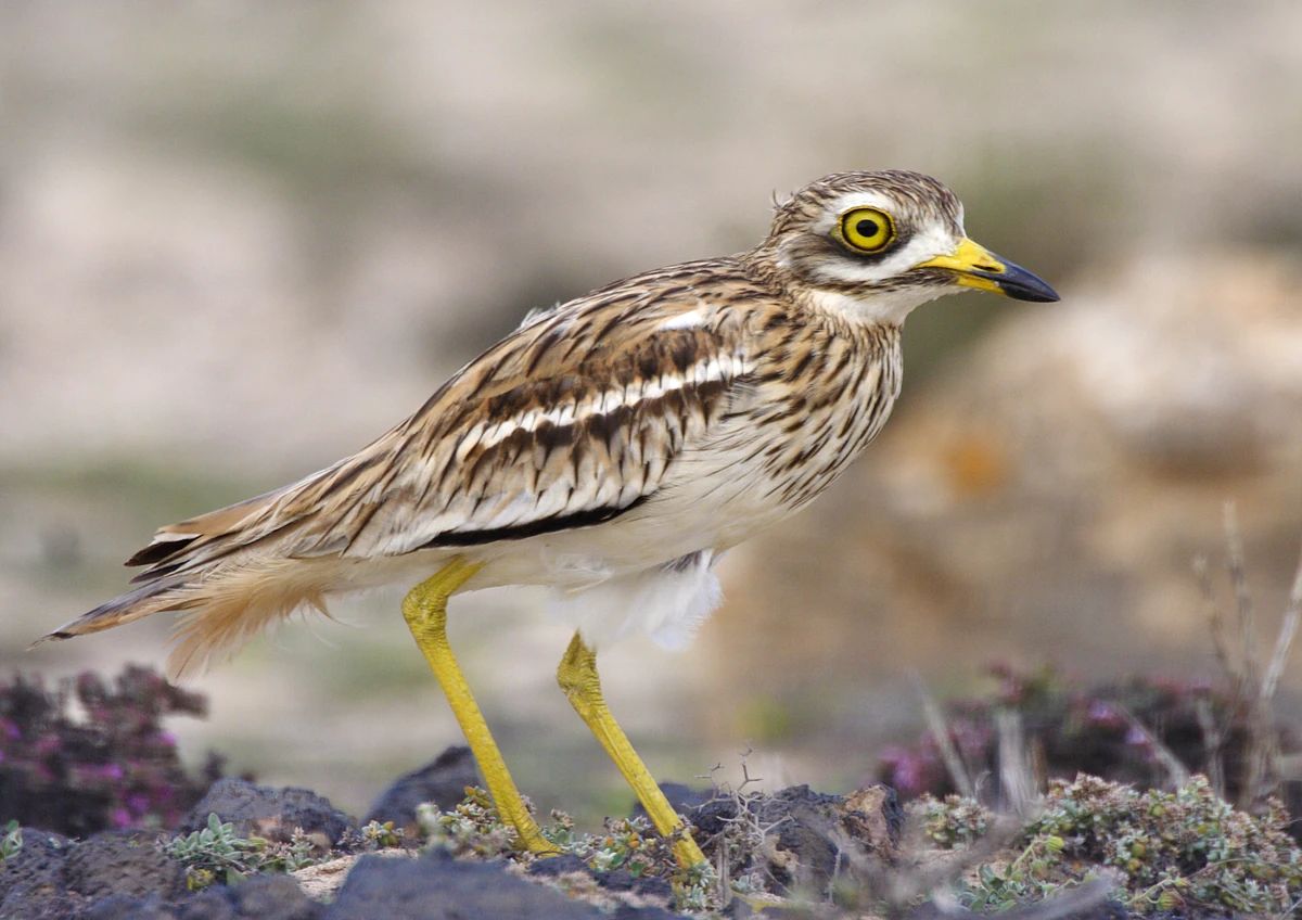 Alcarávan Común | Wiki Reino Animalia | Fandom