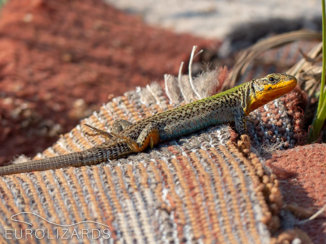 Lagartija Dálmata | Wiki Reino Animalia | Fandom